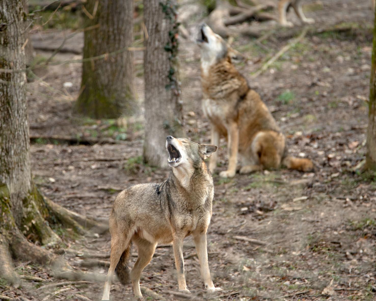 The Endangered Wolf Center connects St. Louisans with nature
