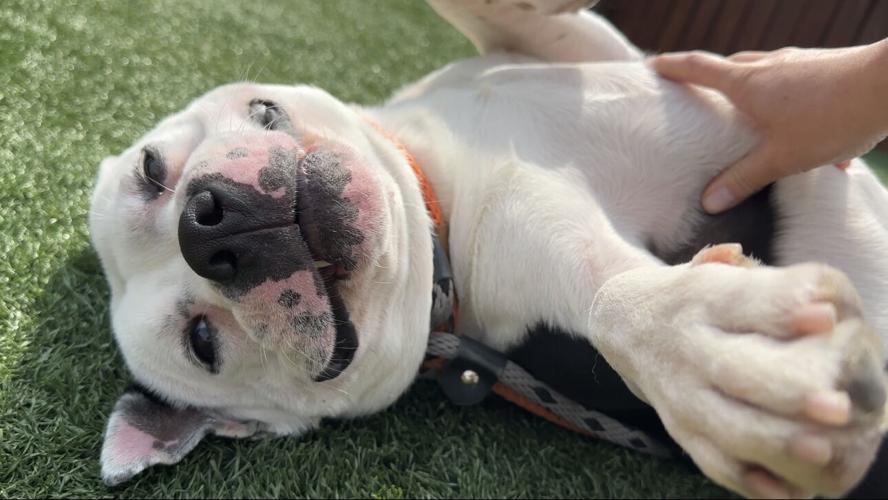 Behind Stray Rescue's lifesaving work for dogs and cats