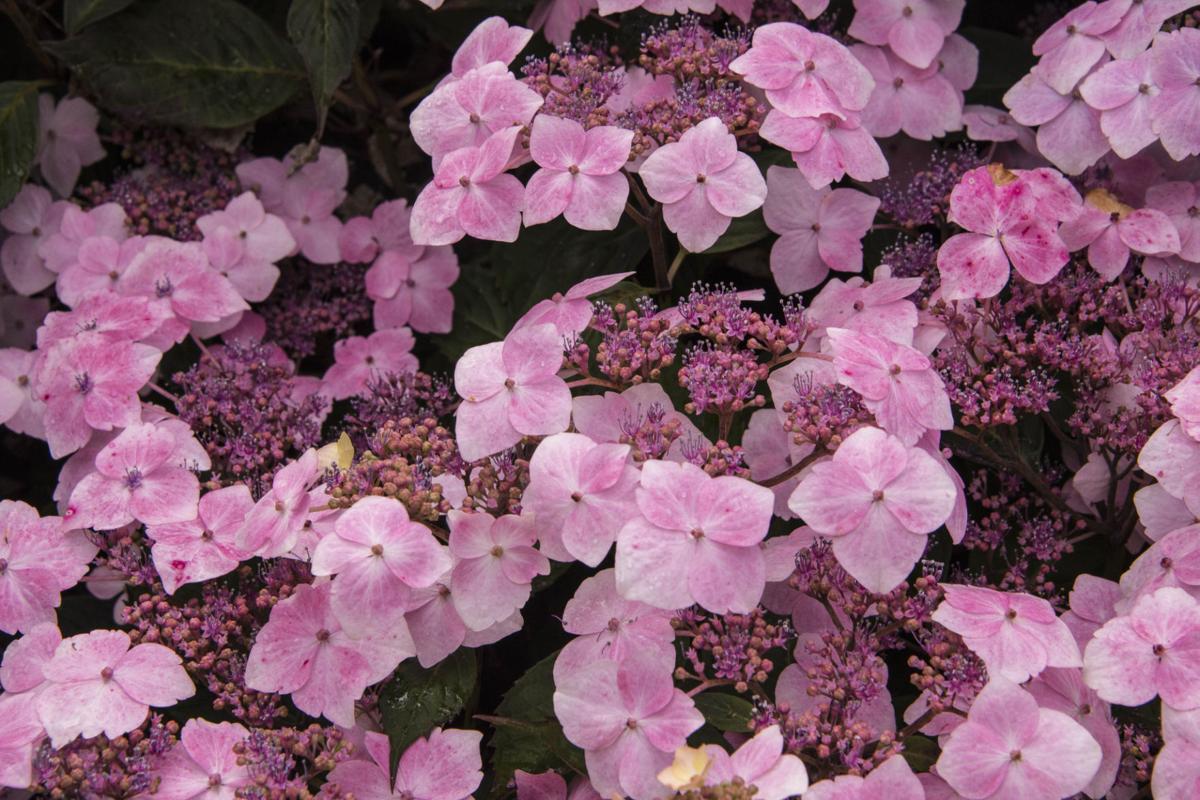 Landscape: Heavenly Hydrangeas