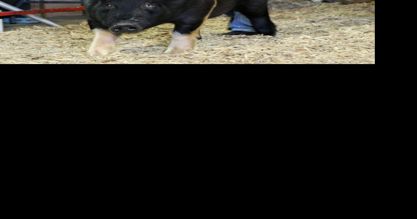 County fair animal auction tops $250,000 | News | ladysmithnews.com