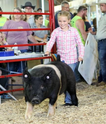 County fair animal auction tops $250,000 | News | ladysmithnews.com