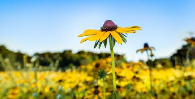Apply now for Conservation Stewardship Program | State News ...