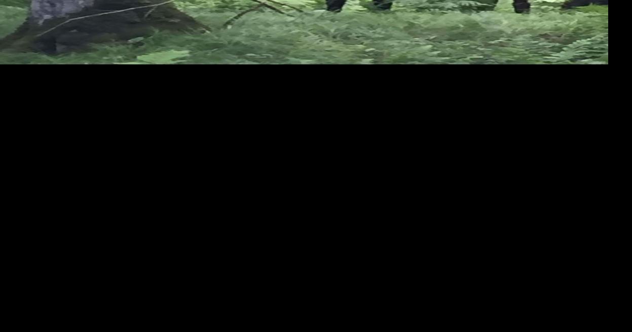 First managed elk hunt in Wisconsin history is result of over 22 years ...