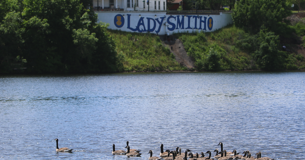 City council OKs geese euthanasia | | ladysmithnews.com
