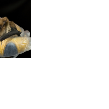 Help state bats during International Bat Week | Sports | ladysmithnews.com