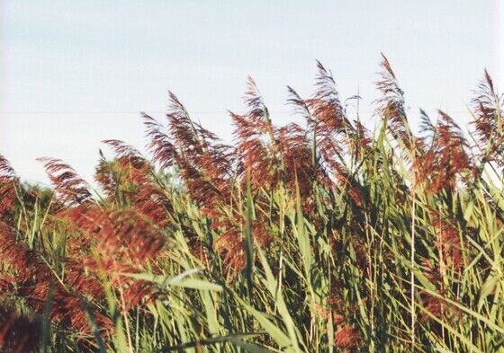 Invasive Phragmites Australis