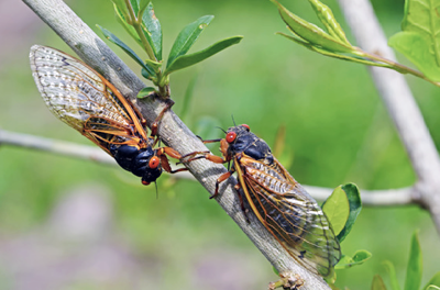 'Cicada-geddon' arrives in Wisconsin | Area News | ladysmithnews.com