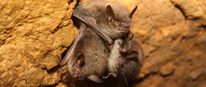DNR seeks update of incidental take notice for wind energy, cave bats ...