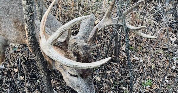 CWD test negative on ‘zombie’ buck in county | News | ladysmithnews.com