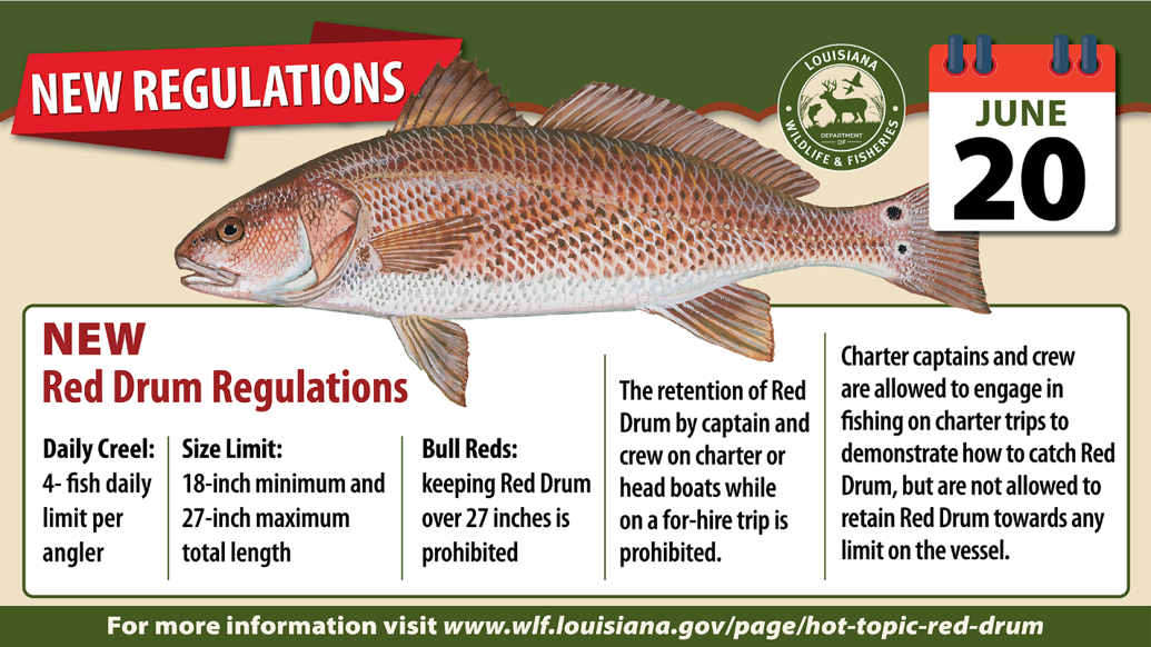 New Red Drum Regulations Effective June 20 | Announcements ...