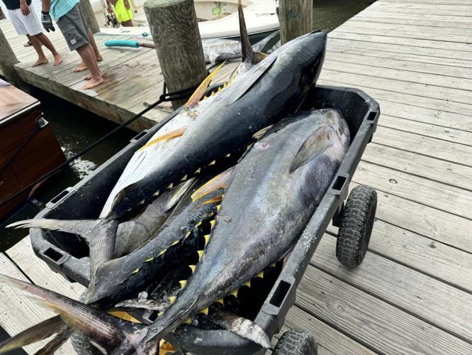 Golden Meadow-Fourchon Tarpon Rodeo has another successful event ...