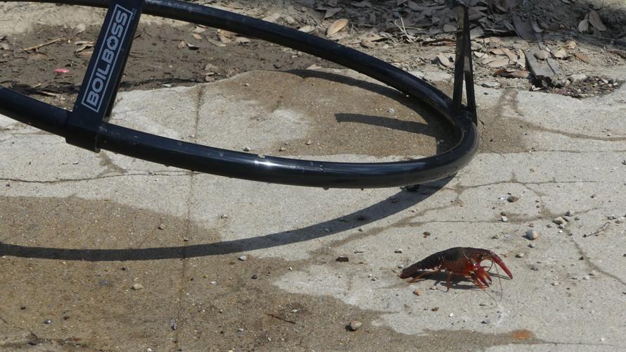 GALLERY: 5th Annual Mud Bug Boil Off | Multimedia | lafourchegazette.com