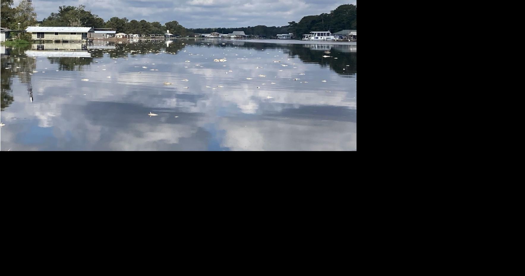 LDWF says Francine fish kills were significant, but not as bad as Ida ...