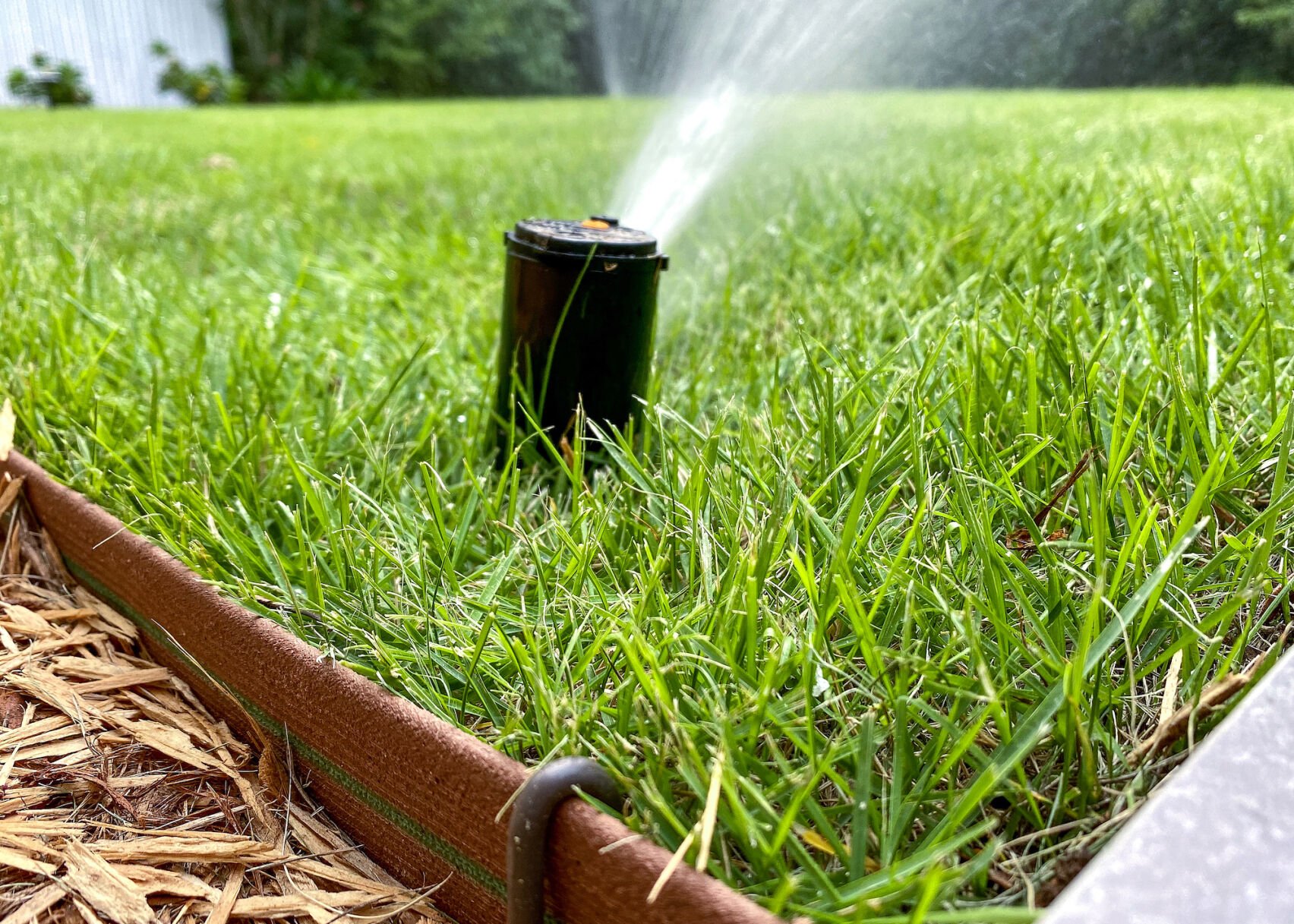Sod Solutions: How to Water Your Lawn in the Summer | Columns ...