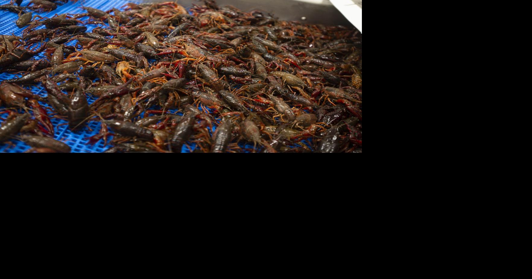 Drought, brutal cold impacting crawfish season | Local News ...
