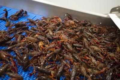 Drought, brutal cold impacting crawfish season | Local News ...