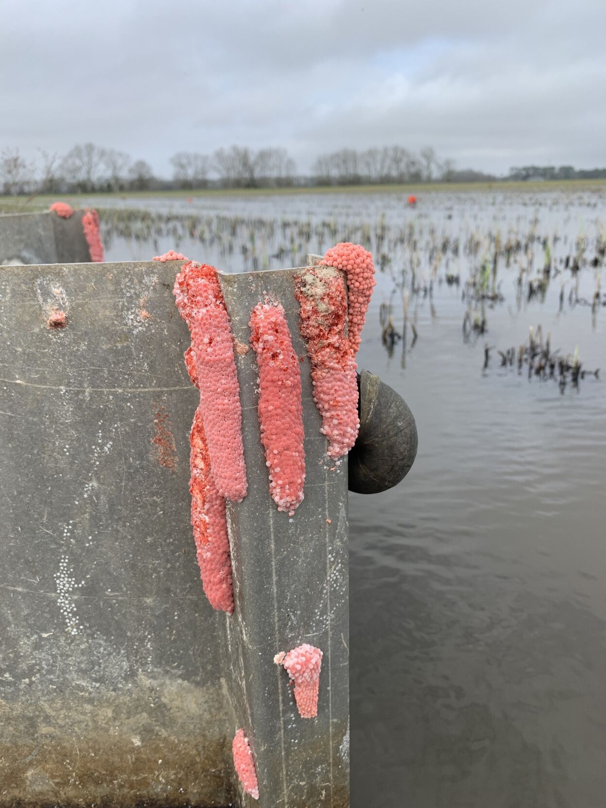 LSU Ag Center issues warning about invasive apple snails | Arts ...