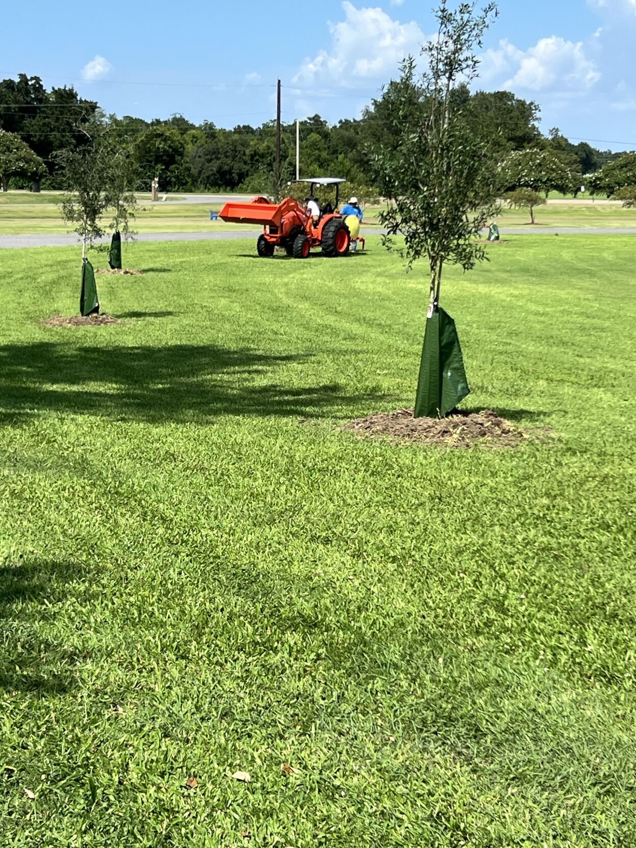 Oak Trees Donated to Oak Ridge Community Park in Golden Meadow | Human ...