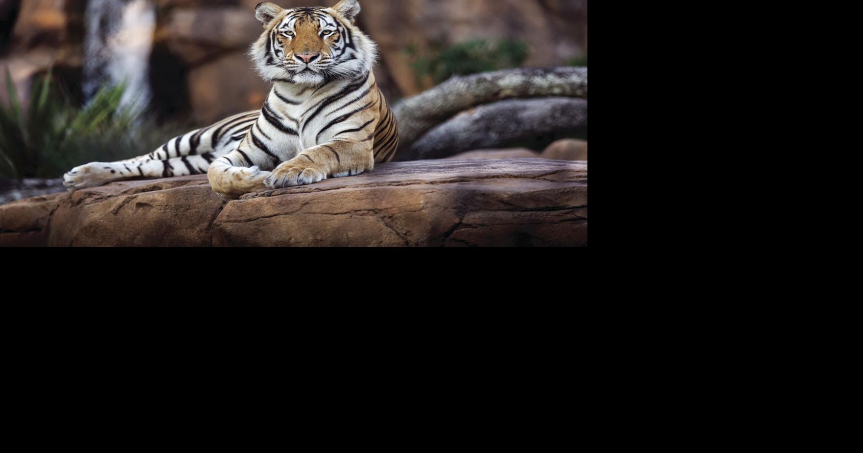 Louisiana governor supports bringing back tradition of having a live ...