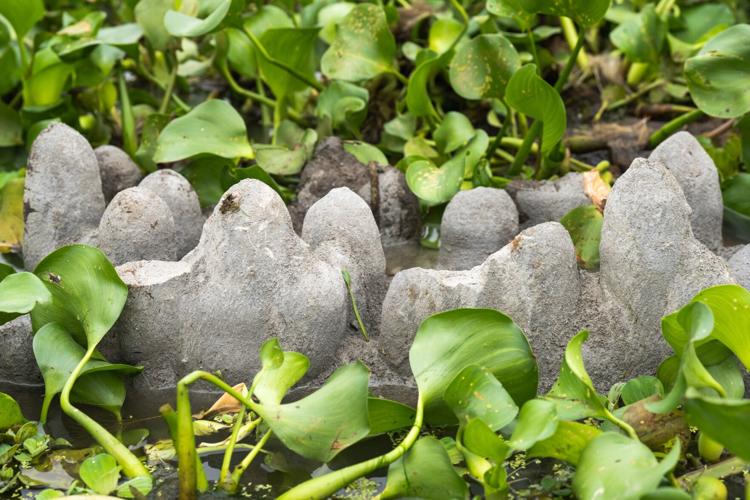 Lafourche government constructs Natrx “living shorelines” to preserve ...