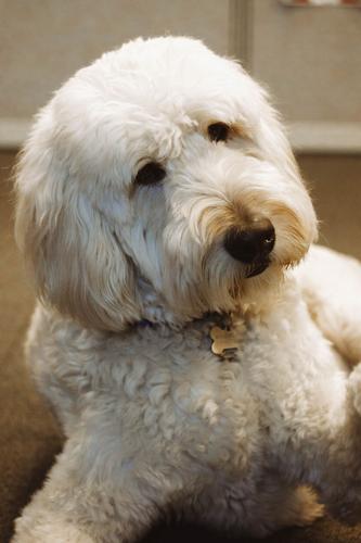 Creature Feature: Animals of the Bluff | LIFE+ARTS | laloyolan.com