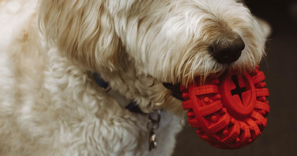 Creature Feature: Animals of the Bluff | LIFE+ARTS | laloyolan.com