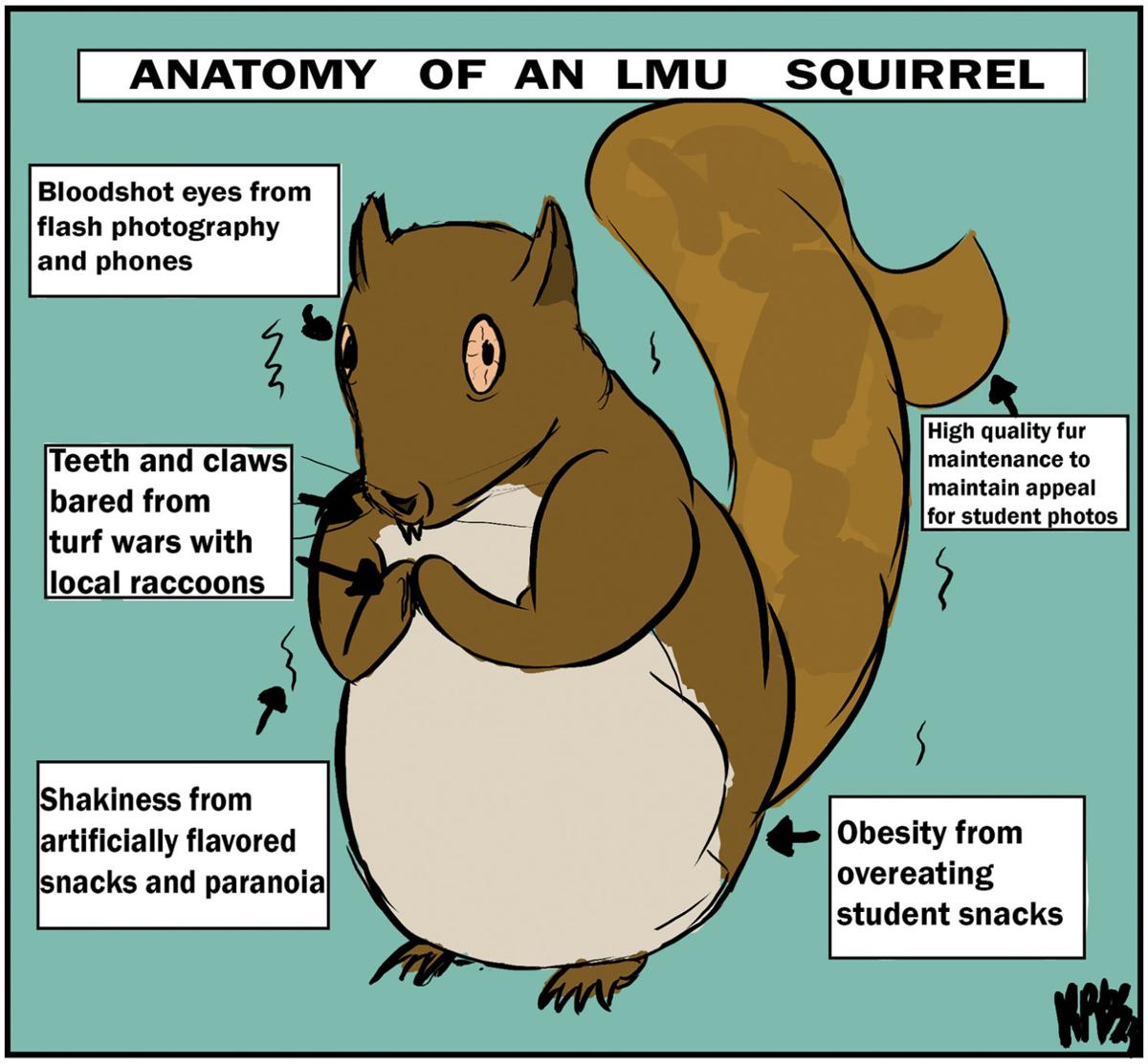 squirrel teeth diagram