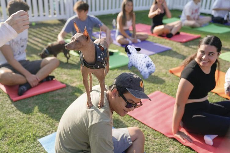 Protest turned coup: Unemployed goats storm puppy yoga event | The ...