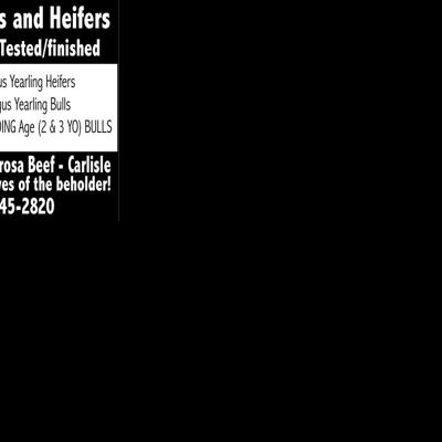 Angus Bulls and Heifers | Cattle | lancasterfarming.com