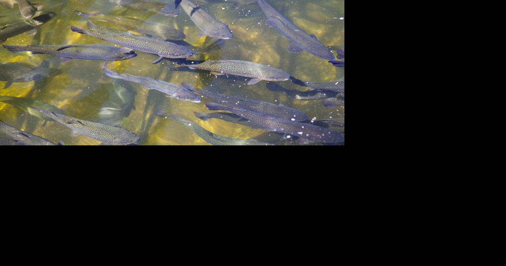 Forever Chemicals Being Monitored at Pennsylvania State Fish Hatchery ...