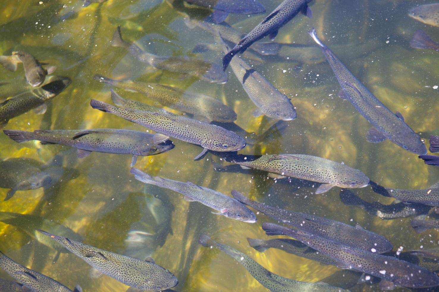 Forever Chemicals Being Monitored at Pennsylvania State Fish Hatchery ...