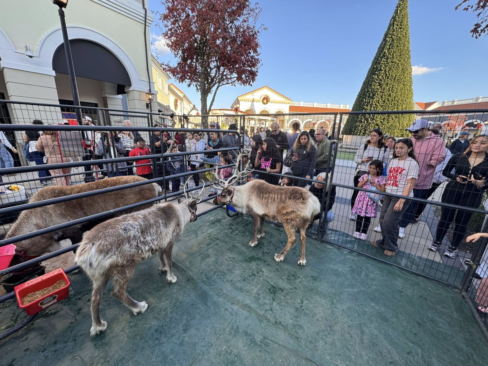 Rudolph’s Nose Can Give Off Light (and Other Facts You May Not Know ...