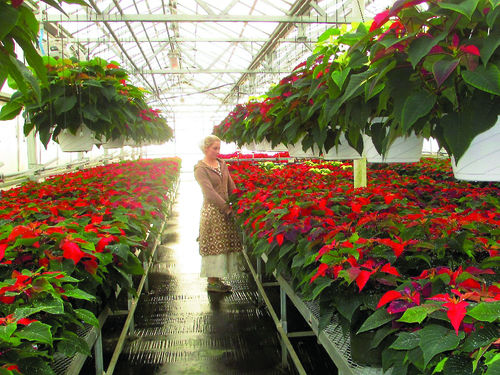 Poinsettias Paint Spring Farm Greenhouse in Christmas Colors | Farming ...