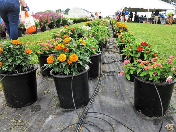 Penn State Flower Trial Field Day Blossoms With New Varieties ...