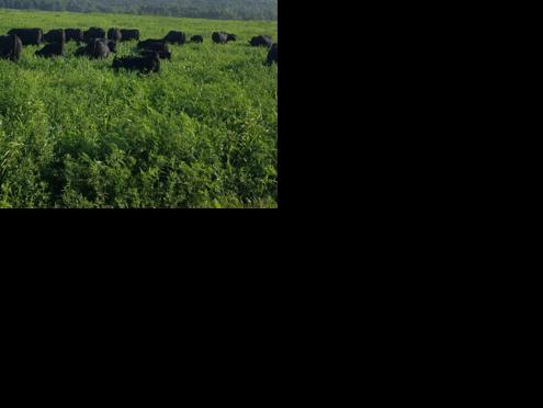 Implants and Ionophores Improve Feed Efficiency and Gain in Beef Cattle ...