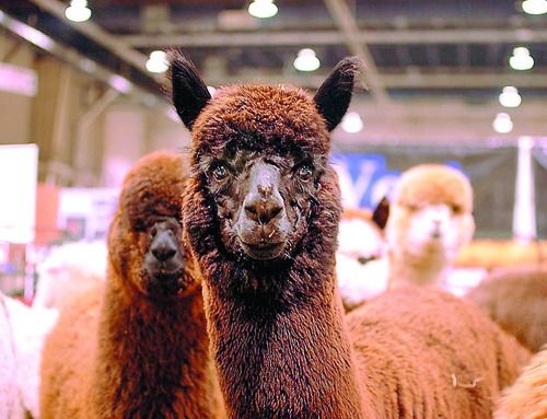 1,000 Alpacas Compete in Harrisburg | Farming and Agricultural News ...