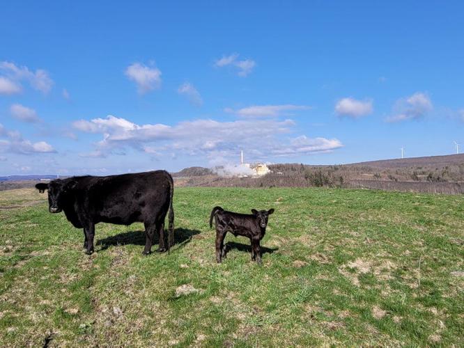Angus Beef Herd Transforms Mining Landscape | Farming and Agricultural ...