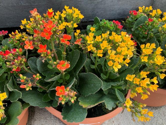Spice Up Your Fall Decorating: 7 Plant Alternatives to Mums | Gardening ...