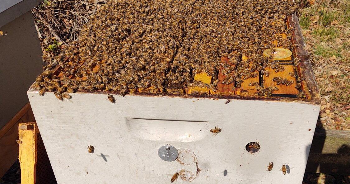 Getting Your Beehives Ready for Cold Weather | Livestock News ...
