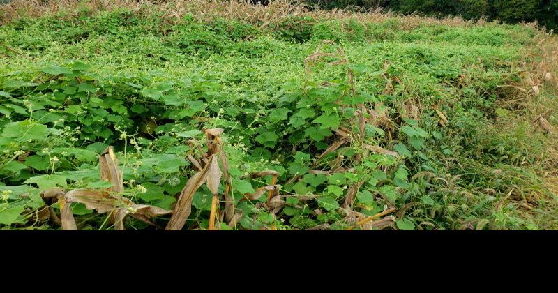 Managing Burcucumber in Late Season Corn | Field Crop News ...