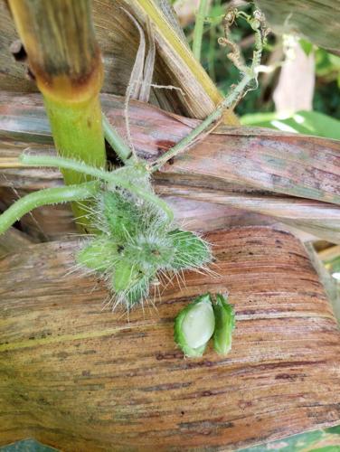 To Fight Burcucumber, Kill the Seeds | Field Crop News ...