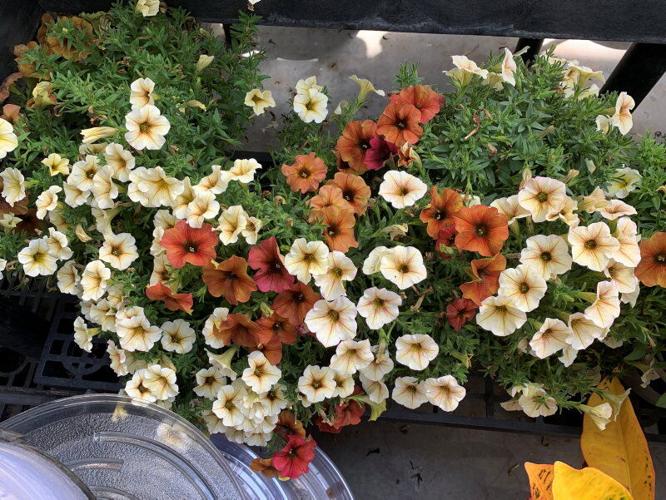 Spice Up Your Fall Decorating: 7 Plant Alternatives to Mums | Gardening ...