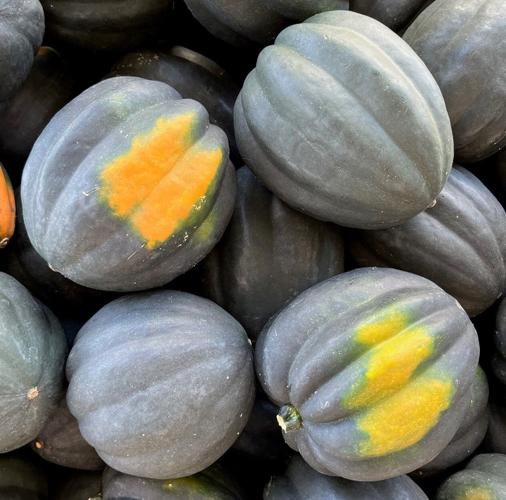 How to Harvest Your Squash to Meet Your Customers' Needs | Fruit and ...