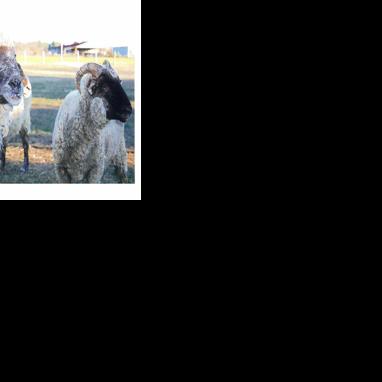 Rare Hog Island Sheep Keep Alive a Piece of the Past ...