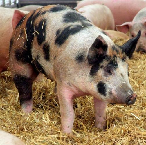 Sweet Stem Farm: Growing for a Niche Market | Farming and Agricultural ...