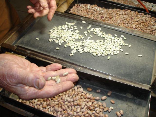 A Lifetime of Learning to Produce Premium Dry Beans | Seasonal Food and ...