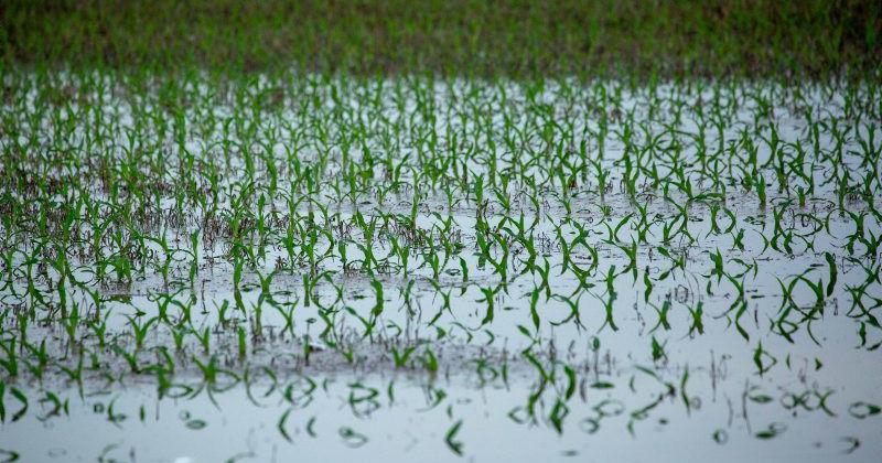 Officials Plead for Help as Crops Fail | Field Crop News ...