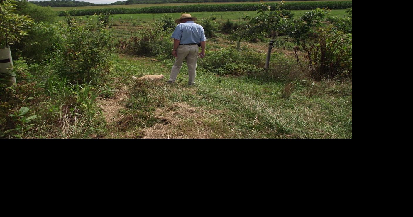 Riparian Buffers Require Regular Maintenance | Farming and Agricultural ...