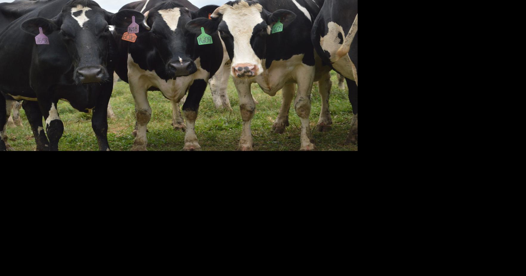 Spotting Cows From Space: Using Satellite Imagery to Track Interactions ...