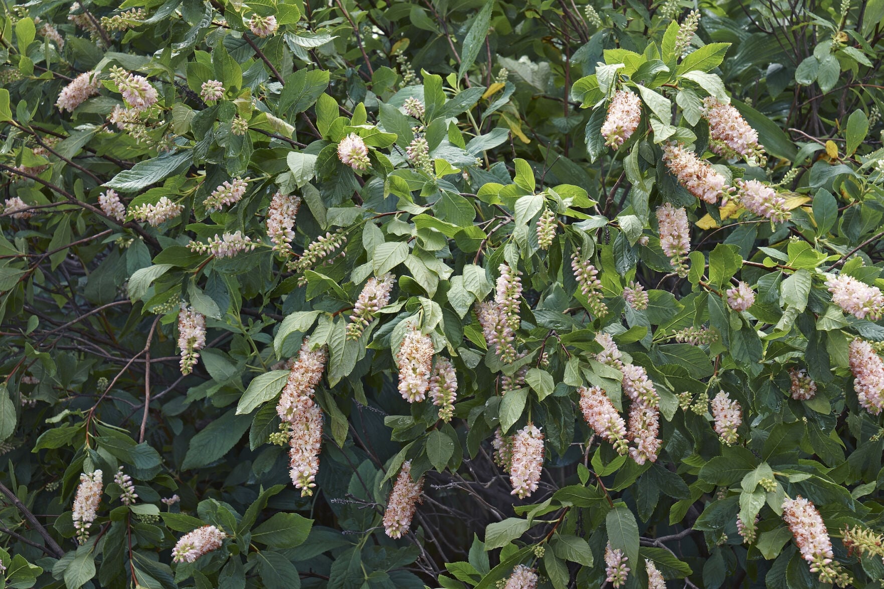 12 Native Trees and Shrubs for Home Landscapes and Gardens | Gardening ...